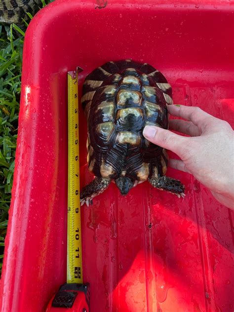Captive Bred Breeder Marginated Tortoise By Aiden Reptiles Morphmarket