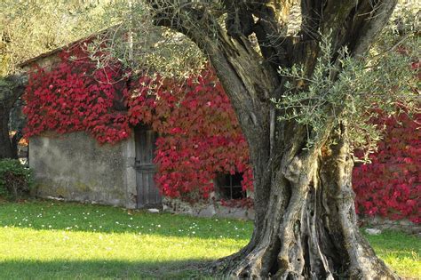 Quartier Saint Mathieu Ville De Grasse 06