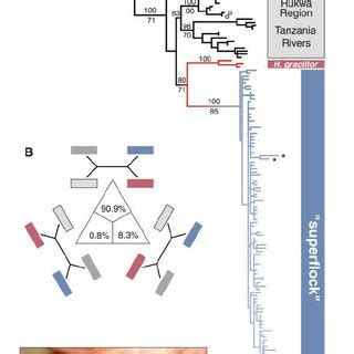 A Maximum Likelihood Analyses General Time Reversible Model With Download Scientific
