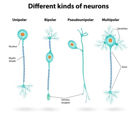 Nerve Vector Images Nerve Illustrations Depositphotos