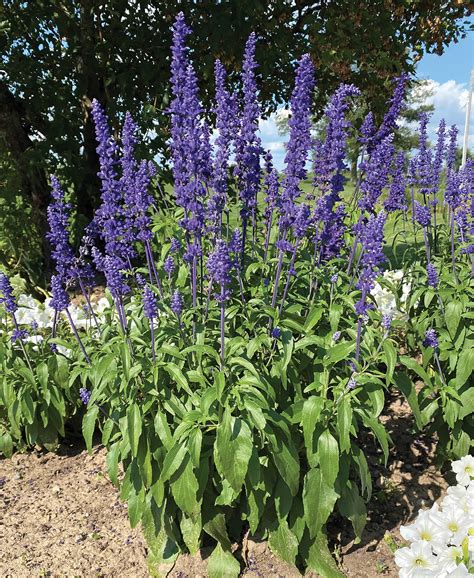 Companion Plant With Salvia Victoria Blue