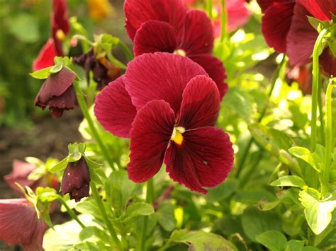 Братки бордові | Flowers, Plants, Boyarka