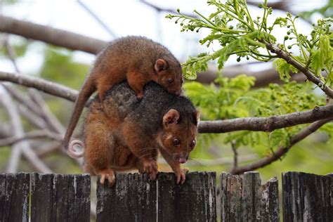 Common Ringtail Possum Behavior Life Cycle And Habits