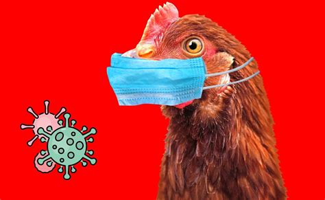 Gripe Aviar En México Secretaría De Salud Aclara Si Existe Riesgo De