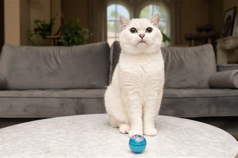 Why Do Cats Love Catnip And What Does Catnip Do To Cats Caitec