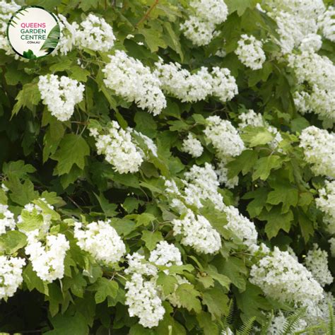 Buy Hydrangea Quercifolia Snow Queen Online In Australia Hydrangea