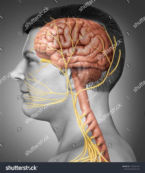 Infundibulum Brain Anatomy Chapter 16 Brain Basicmedical Key