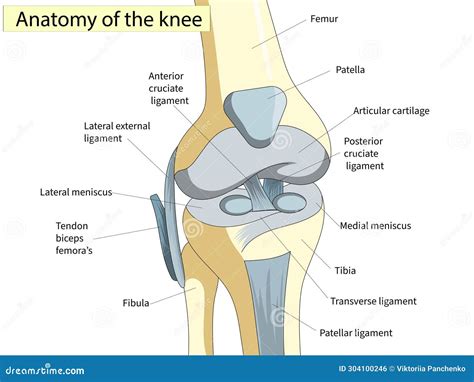 Parts Of Knee Anatomy