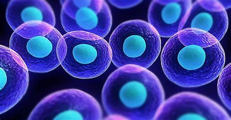 Le Cellule Del Corpo Umano Spiegato Facile Riassunti Studia Rapido