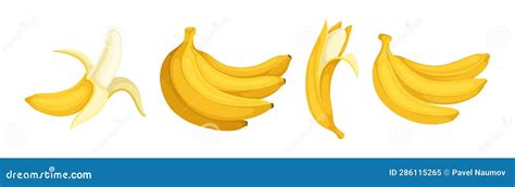 Banana As Elongated Edible Fruit Covered With Yellow Rind Vector Set