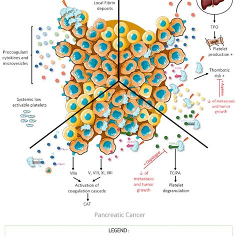 Schematic Representation Showing How The Interaction Of Platelets With Download Scientific