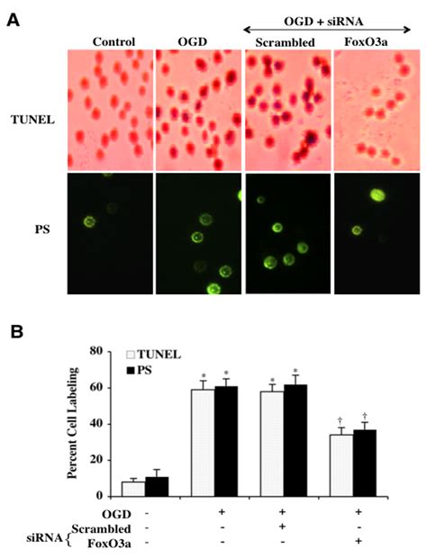 Transient Gene Knockdown Of Foxo3a Limits Apoptotic Dna Fragmentation