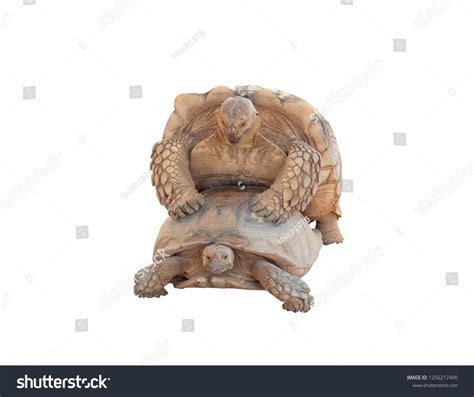 Giant Tortoises Turtles Fucking Turtles Having Stock Photo Shutterstock