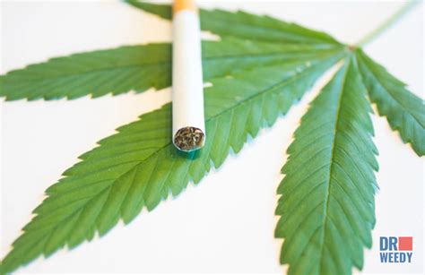 Out Line Weed Vs Cigarettes