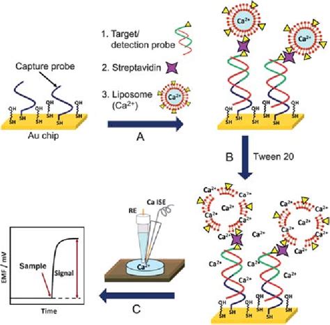 Figure 1 From Amplified Potentiometric Transduction Of Dna Hybridization Using Ion Loaded