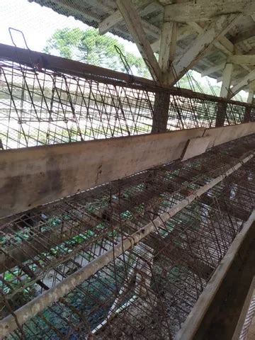 Gaiolas Para Galinhas Poedeiras Avicultura Diversos Em Agudos Do Sul FarmBy