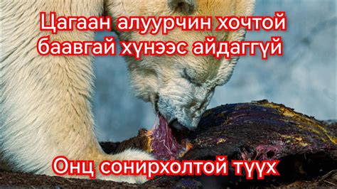 Дэлхийн хамгийн аюултай зэрлэг араатан Цагаан баавгайн амьдрал ба