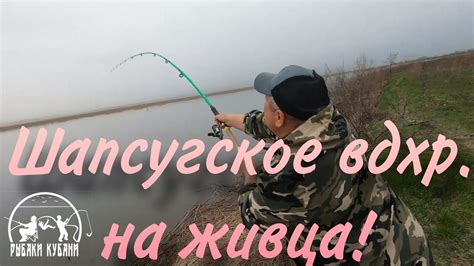 РЫБАЛКА НА ЖИВЦА ШАПСУГСКОЕ ВОДОХРАНИЛИЦЕ Youtube