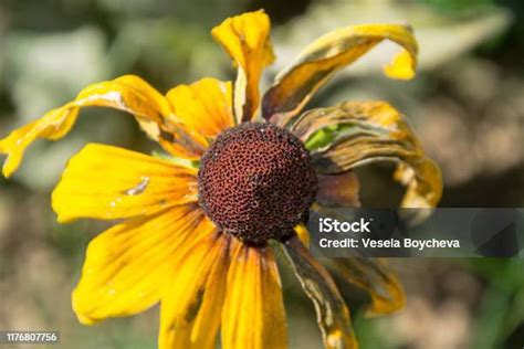 하나의 검은 눈 수잔 흐린 배경 노란색 꽃 피는 퇴색 가을 화단 선택적 초점 늦여름 0명에 대한 스톡 사진 및 기타 이미지 Istock