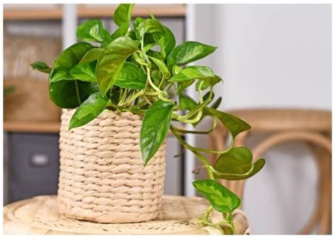 Global Green Pothos Care Epipremnum Aureum ‘global Green Good