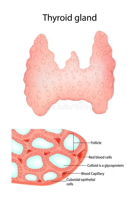 Simple Cuboidal Epithelium Thyroid