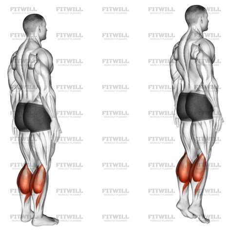 Ankle Plantar Flexion Articulations Exercise Guide Video