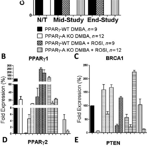 In Vivo Effect Of Adipocyte Specific Pparγ Deletion On Mammary Tumour