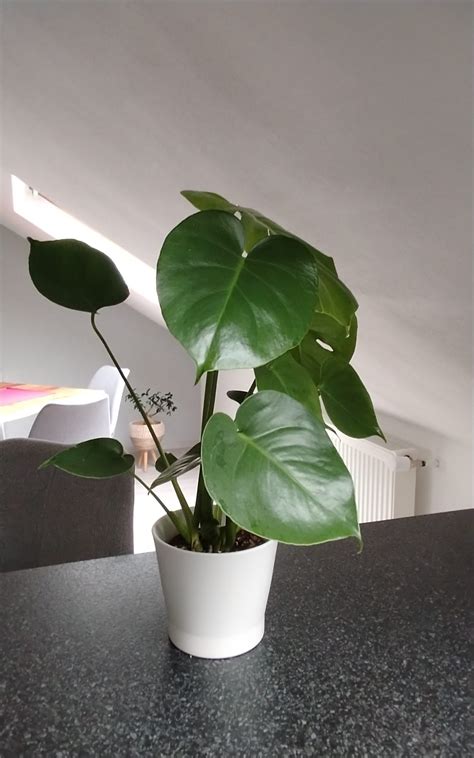 Honor Pad X A In Review Solid Budget Tablet With Surprises