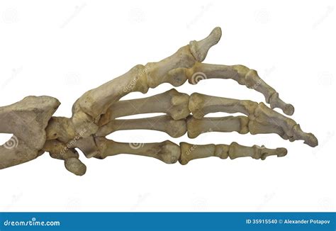 Esqueleto De La Mano Aislado En Blanco Foto De Archivo Imagen 35915540