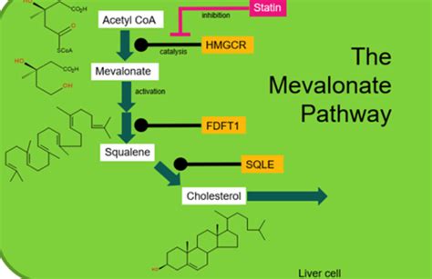 Simvastatin Flashcards Quizlet