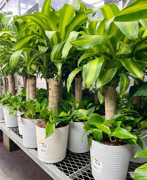 Corn Plant Care Guide