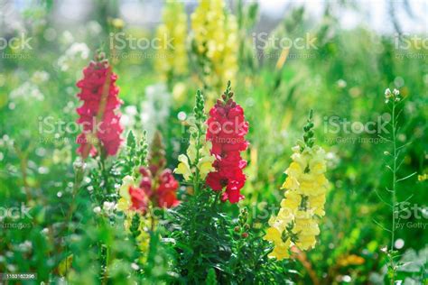 아침 햇빛 배경에 초원 분홍색과 노란 꽃입니다 가을 필드 배경입니다 0명에 대한 스톡 사진 및 기타 이미지 0명 Shavuot 가을 Istock