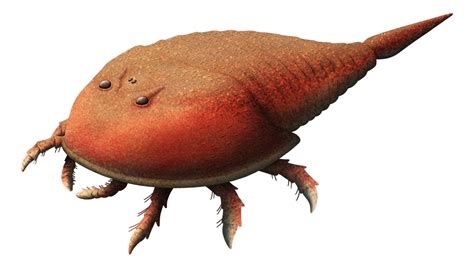 Brachyopterus Nix Illustration