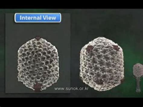 박테리오파지 Bacteriophage 박테리오파지의 분포와 분리 종류 모양과 크기 유전물질 독성과 용원 유전물질 바이러스 곰팡이 곰팡이의 생식 세균과 질병 세균 효모