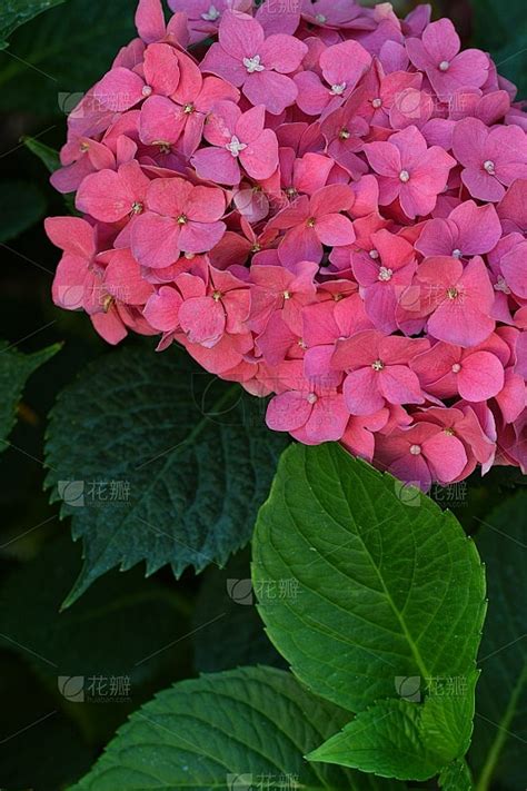 粉红色的绣球花属植物的花