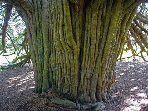 What Is Yew Wood Origin Meaning