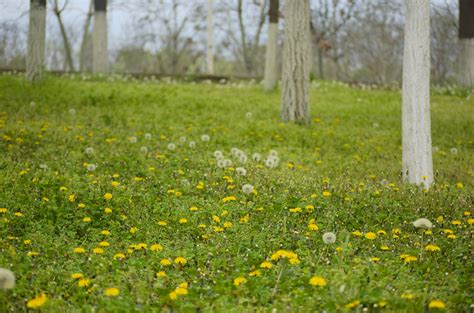 关于这这个站点 Knighthana的鸽子巢