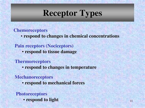 Sensory Systems General Senses Ppt Download