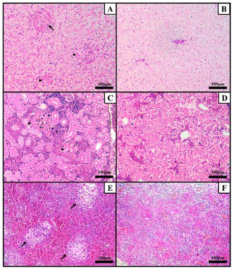 Microorganisms Special Issue Pathogens And Aquaculture