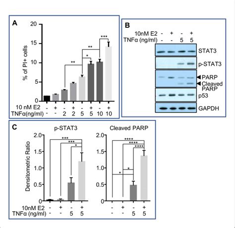 Estrogen Accelerates Tnfa Induced Cell Death In Vitro Mcf7 Caspase3