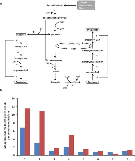 A Microbial Fermentation Pathway For Propionate Production Which Download Scientific Diagram