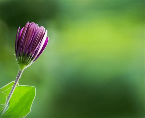 무료 이미지 자연 잔디 사진술 목초지 햇빛 꽃잎 봄 녹색 식물학 노랑 플로라 야생화 닫다 싹 매크로 사진 꽃 피는 식물 데이지 가족 배경