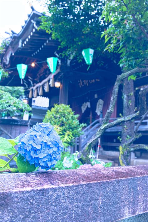東京の白山神社で紫陽花を撮影 スズblog