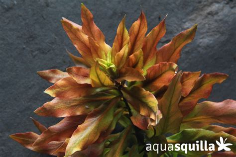 Ludwigia Polycarpa Aquasquilla