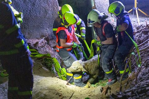Rescue Teams Save 17 Farm Animals Trapped In Mud After California Storm