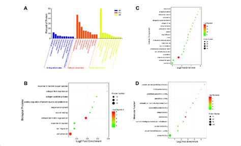 Go Annotation Classification Analysis In Biological Process Bp
