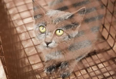 Feral Kitten Caught In Humane Trap Stock Image Image Of Horizontal
