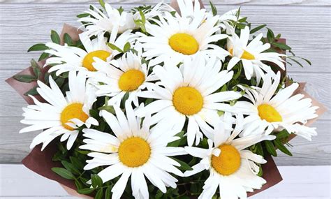 Ромашки: купить букет ромашек в Москве с доставкой в Premium-Flowers