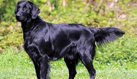 Flat Coated Retriever Profile Find Paw Pal
