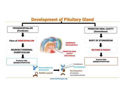 Pituitary Gland Pdf
